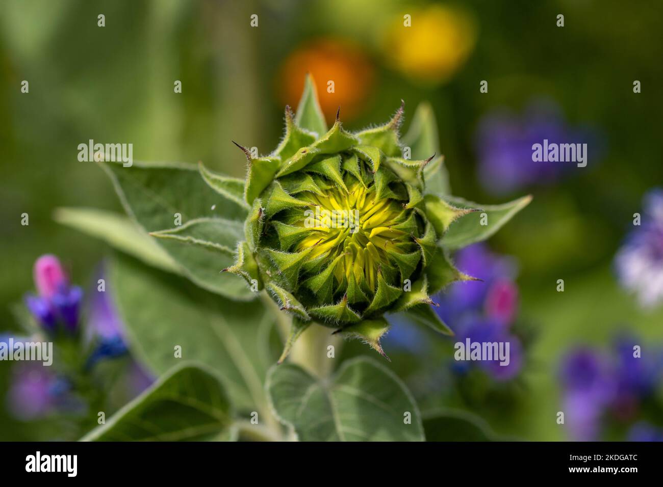 sunflower about to burst into bloom with blurred wildflowers in the ...