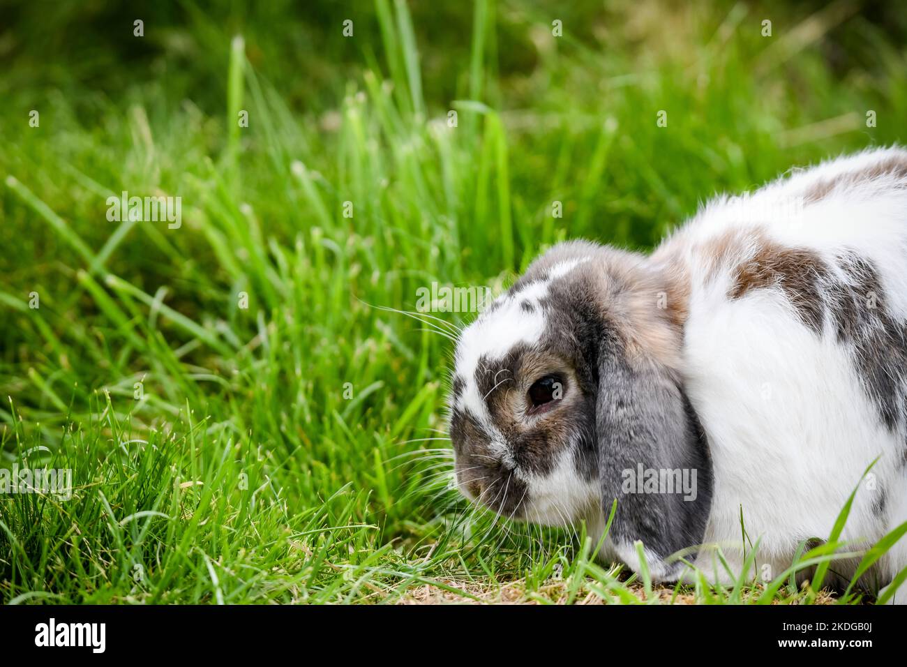 Black and white rabbit eating grass Stock Photo - Alamy