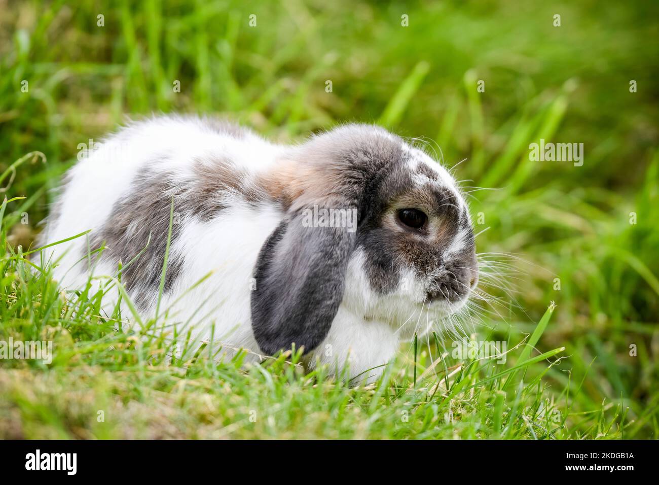 Black and white rabbit eating grass Stock Photo - Alamy