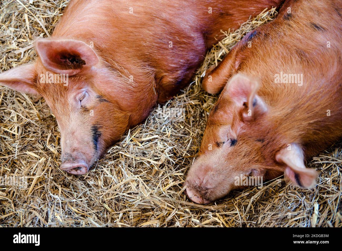 Orange piglet hi-res stock photography and images - Alamy