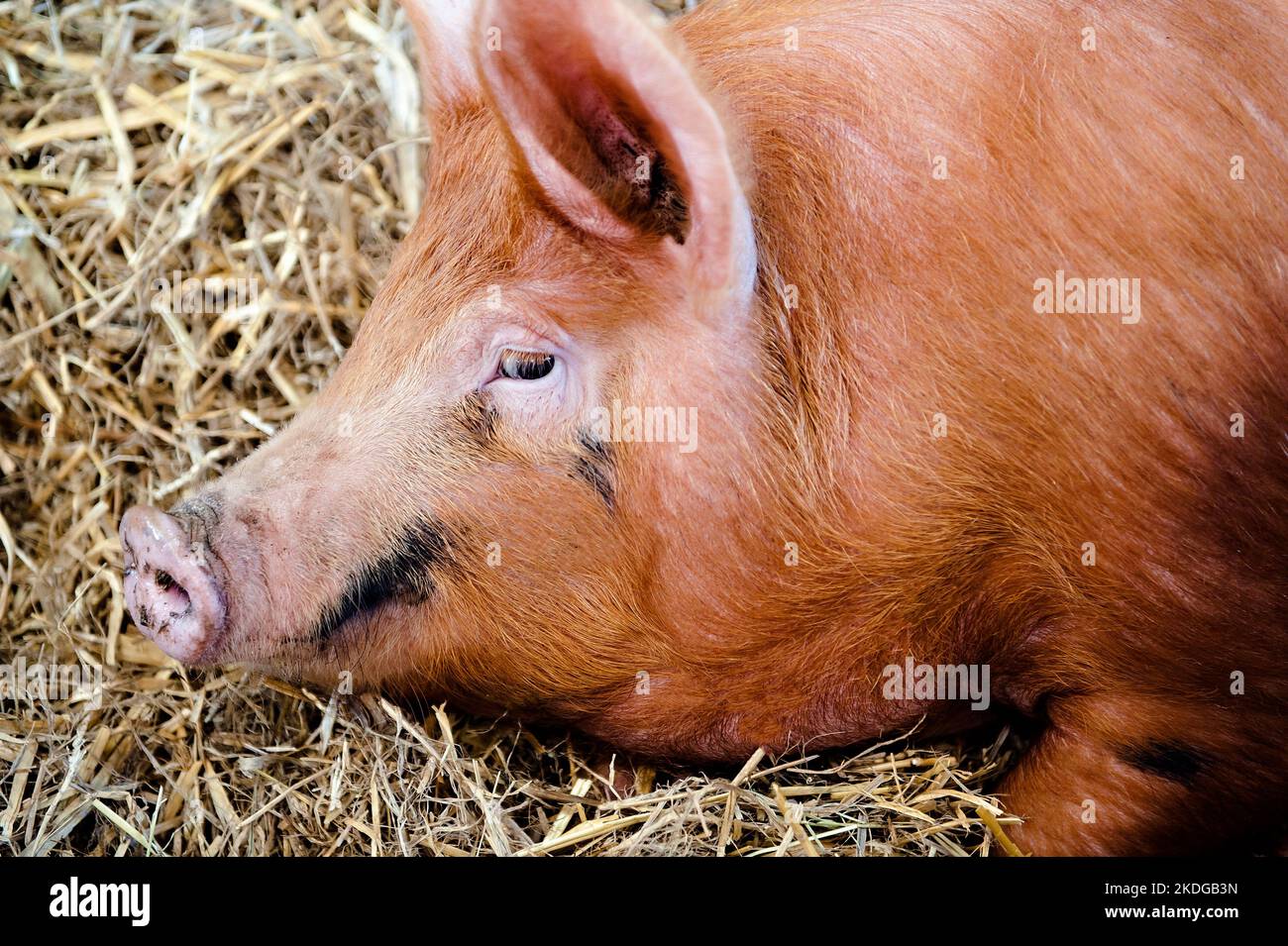 Sow pig laying down in straw barn during breeding season Stock Photo ...