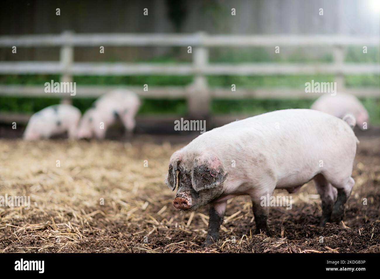 Pink pig foraging for food in a pigsty covered with straw Stock Photo ...