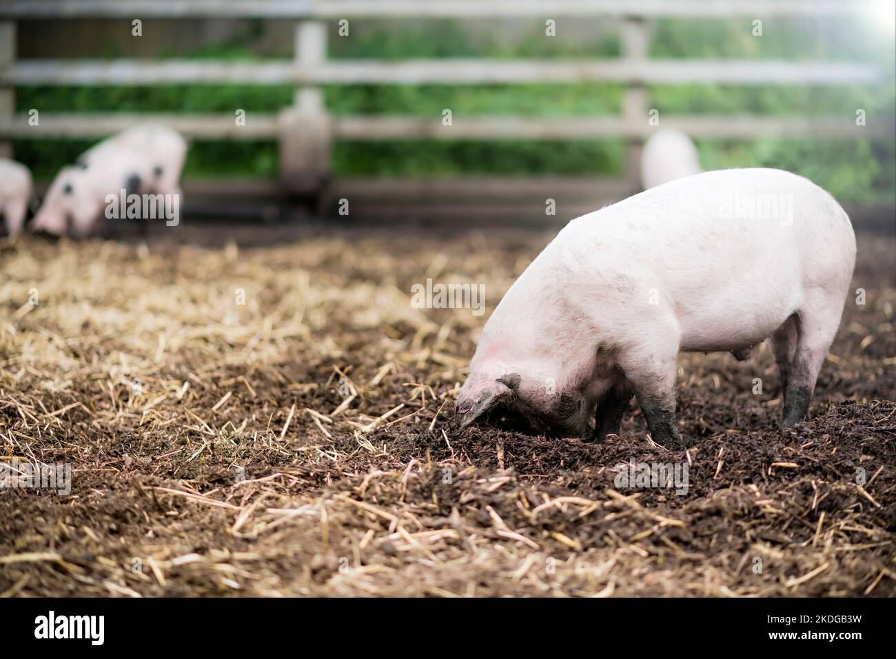 Pink pig foraging for food in a pigsty covered with straw Stock Photo ...