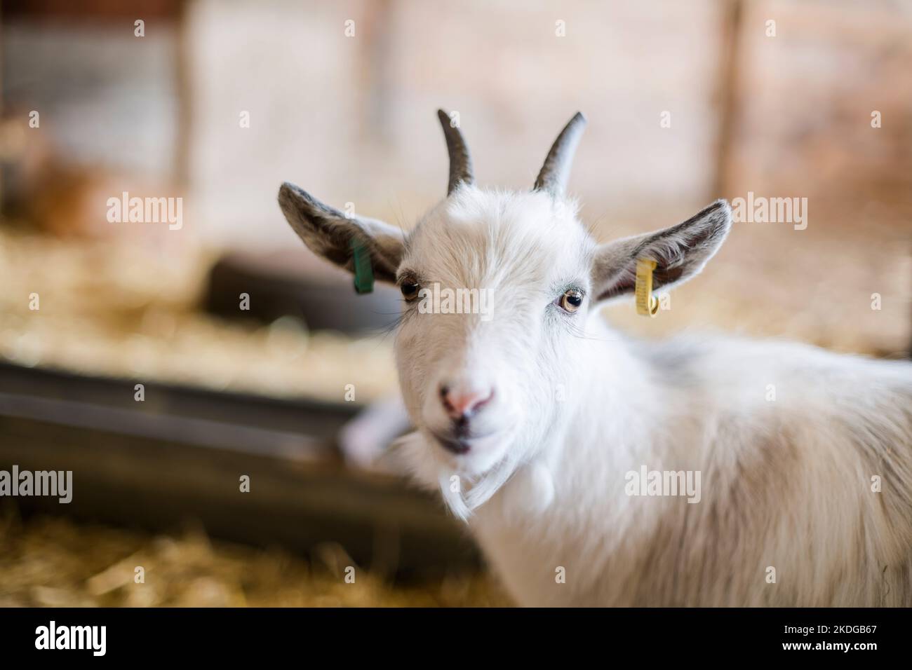Kid goat hi-res stock photography and images - Alamy