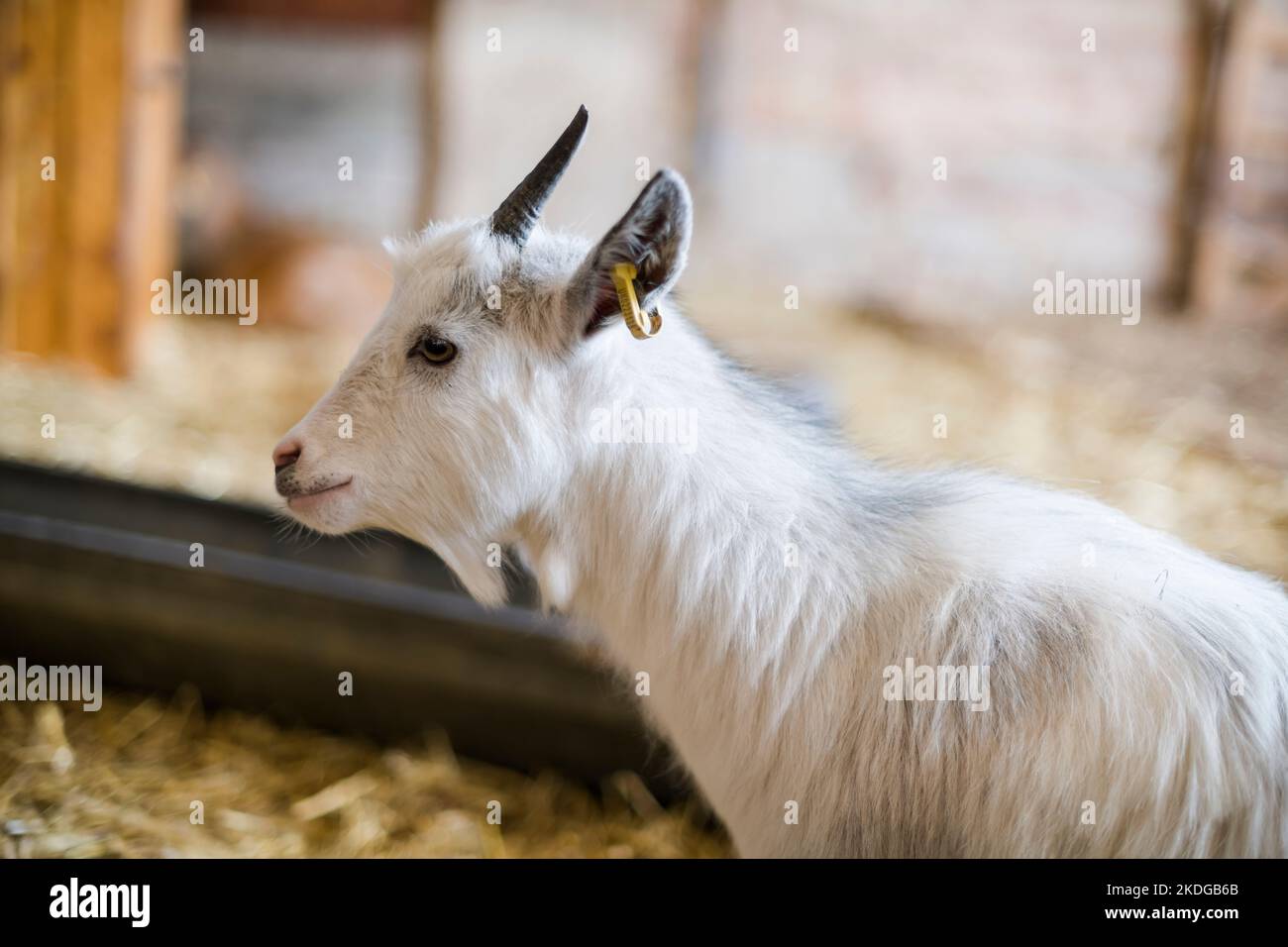 Kid goat hi-res stock photography and images - Alamy