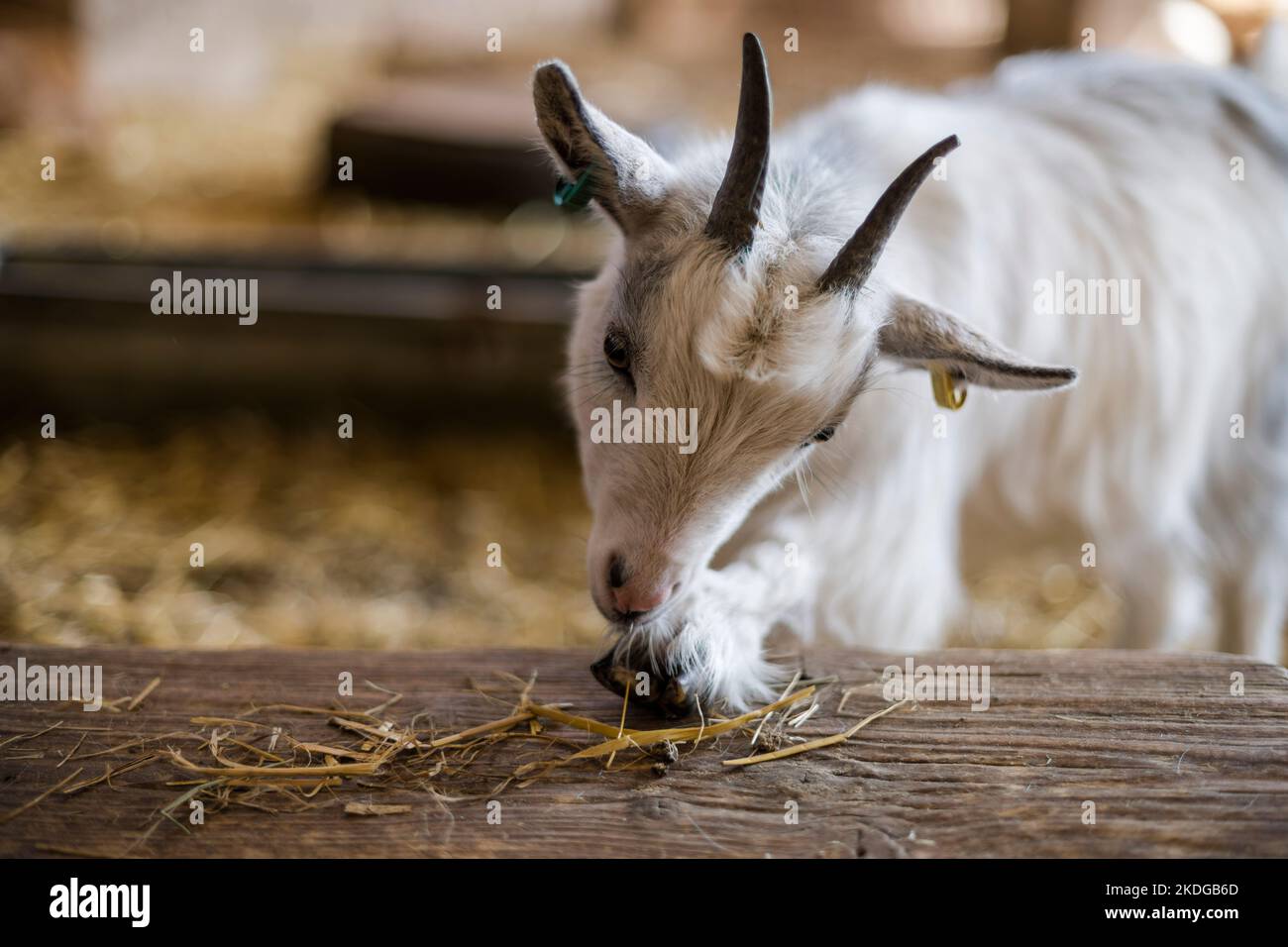 White Kid Goat standing in a barn Stock Photo - Alamy