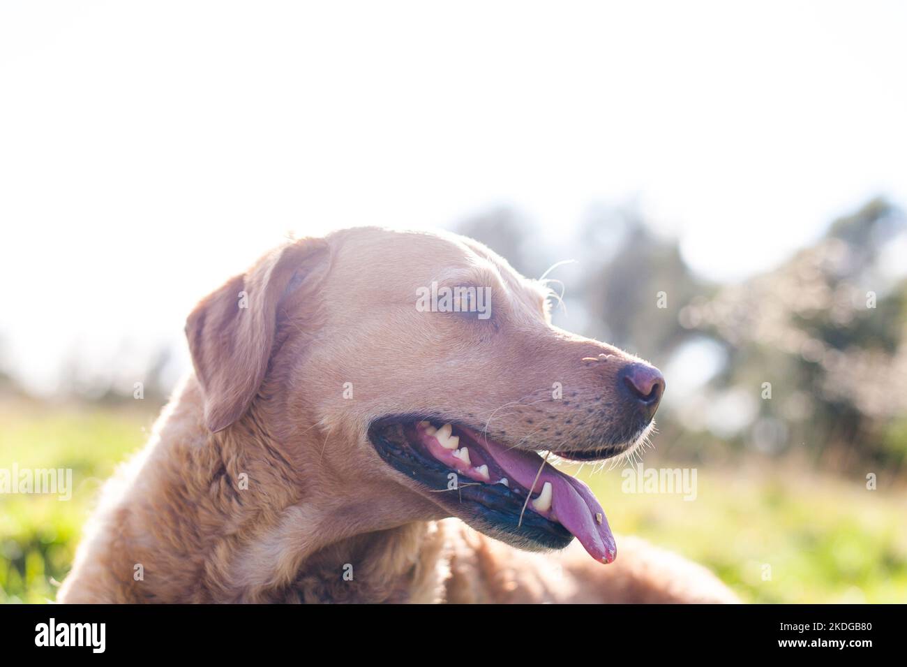 Gold Coloured Labrador Retriever Waits For Its Stick To Be Thrown