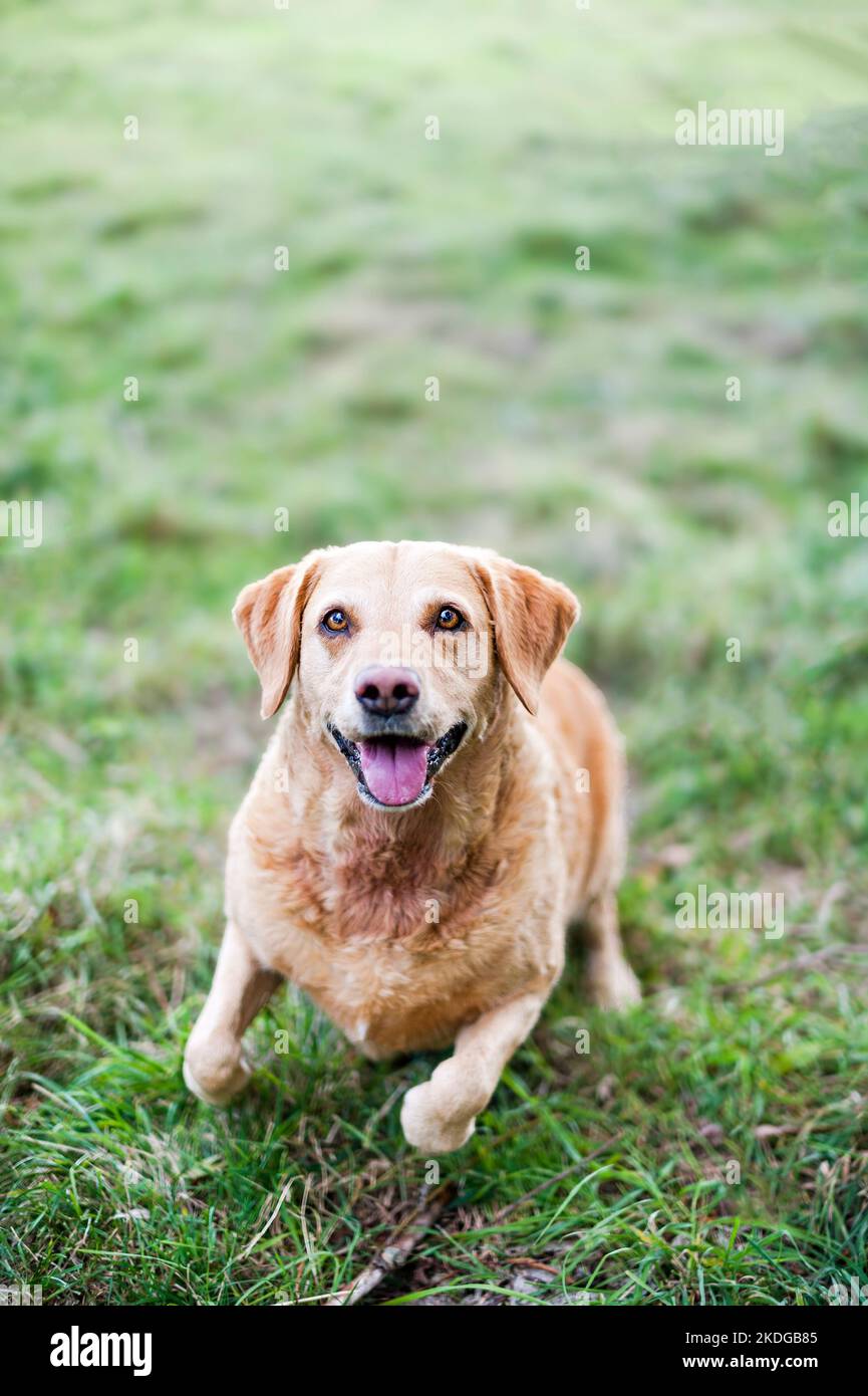 Gold coloured Labrador Retriever waits for it's stick to be thrown ...