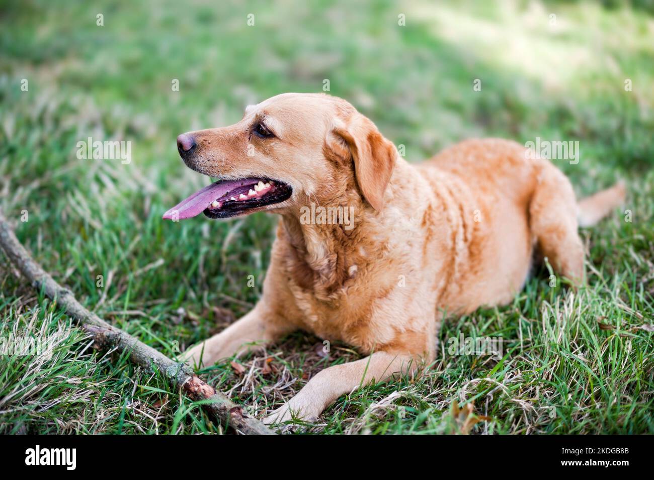 Gold Coloured Labrador Retriever Waits For Its Stick To Be Thrown