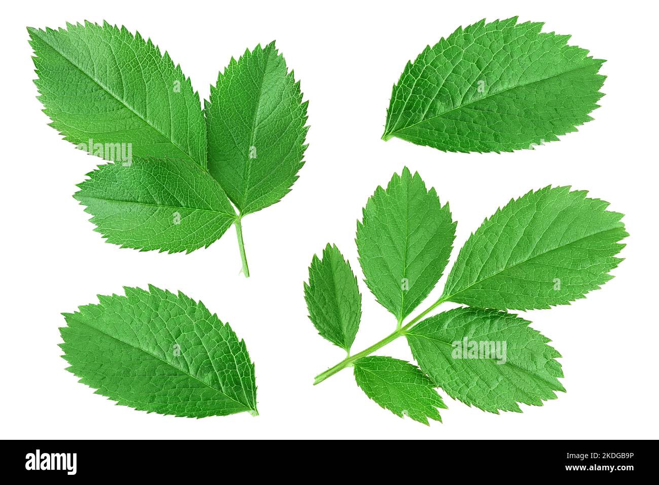 rosehip green leaves isolated on white background Stock Photo - Alamy