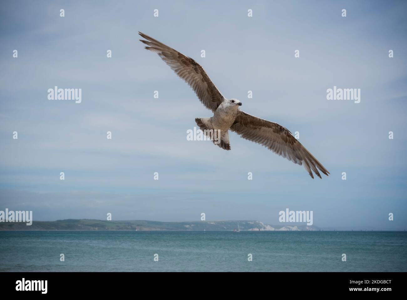Seagull grey and white flying over the ocean sea with its wings spread ...