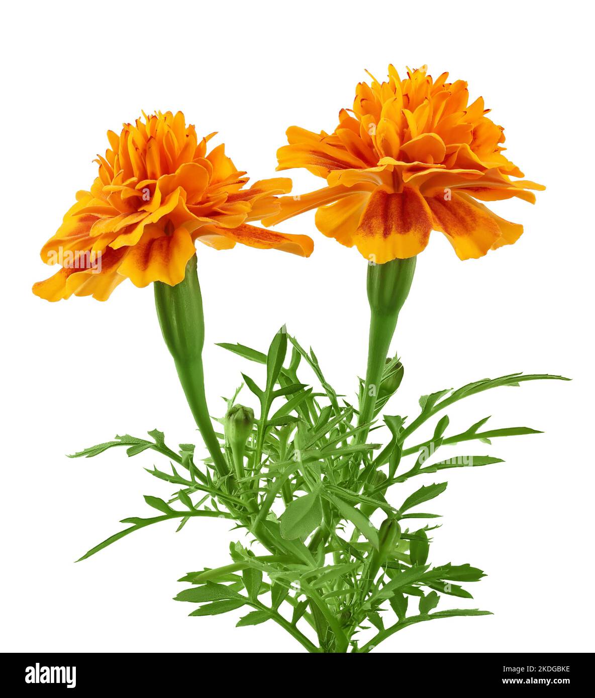 fresh marigold or tagetes erecta flower isolated on white background ...