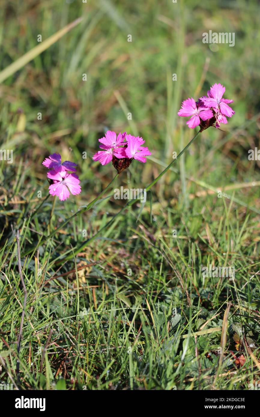 Carnation cluster hi-res stock photography and images - Alamy