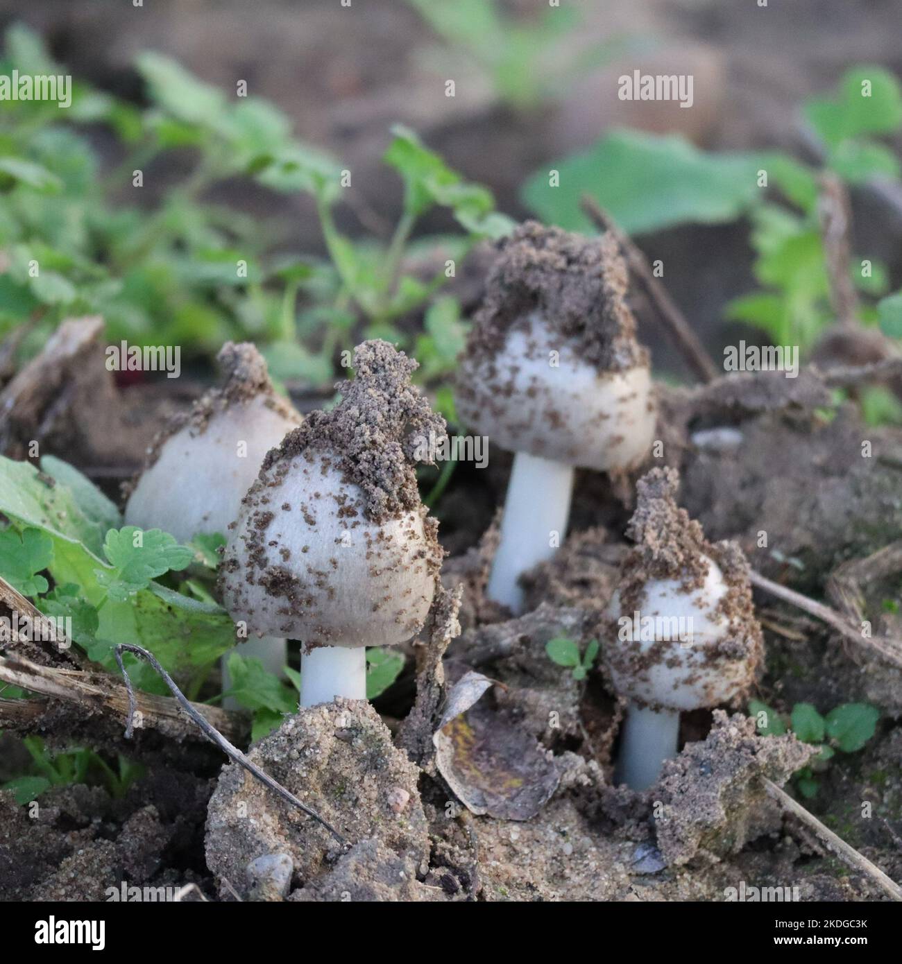 damp Soil sticks to Mushrooms Stock Photo - Alamy