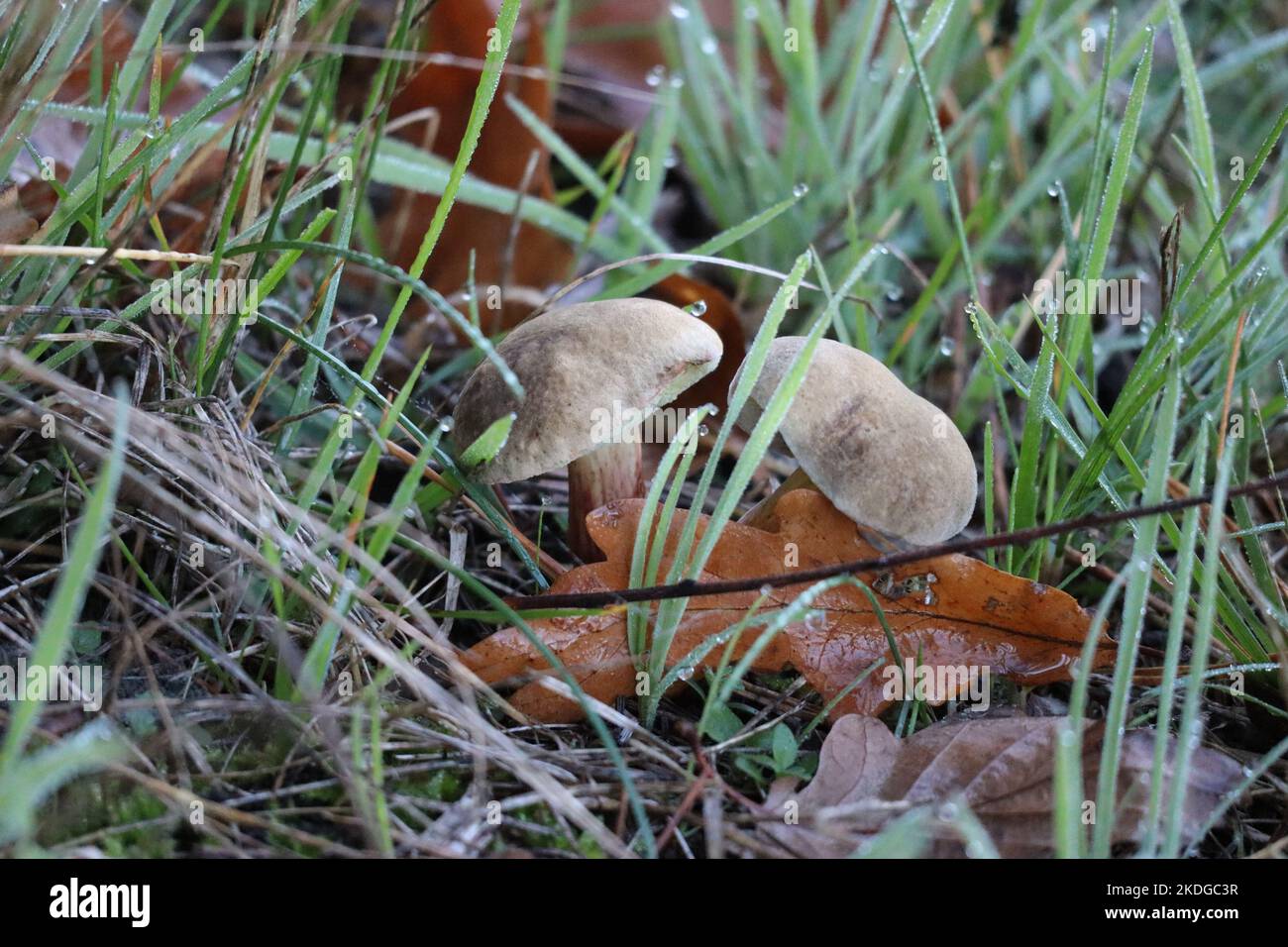 Bolete in a pair hi-res stock photography and images - Alamy
