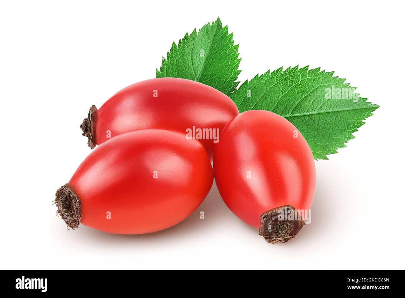 Rose hip isolated on a white background with full depth of field Stock ...