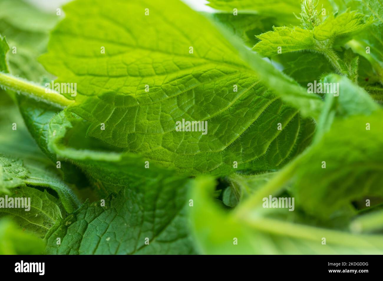 Spearmint close up hi-res stock photography and images - Alamy