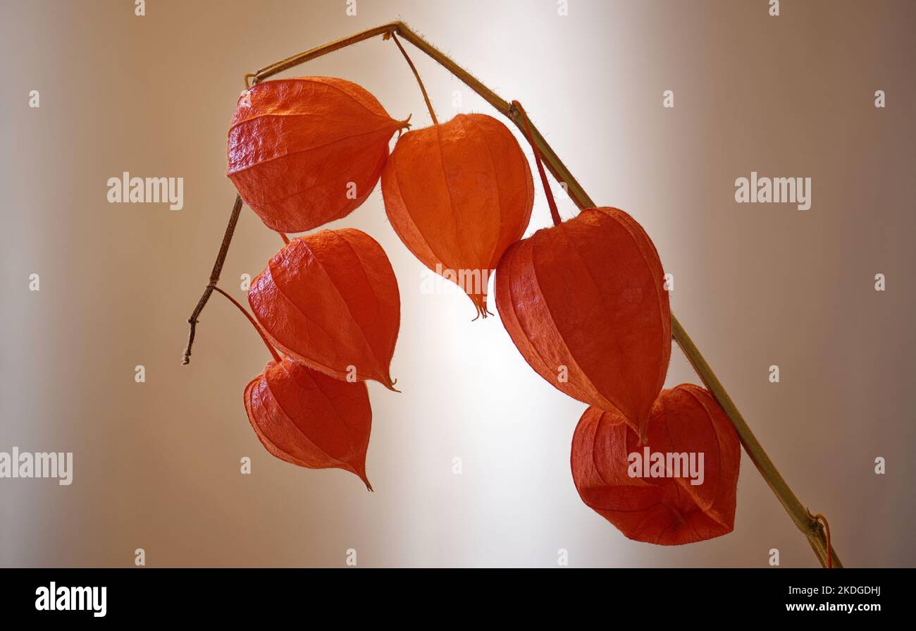 Physalis is a genus of approximately 75 to 90 flowering plants in the ...