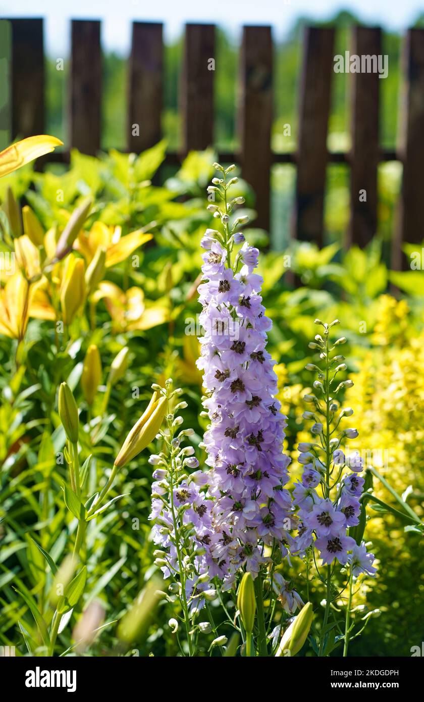 The common foxglove is a species of flowering plant in the plantain ...