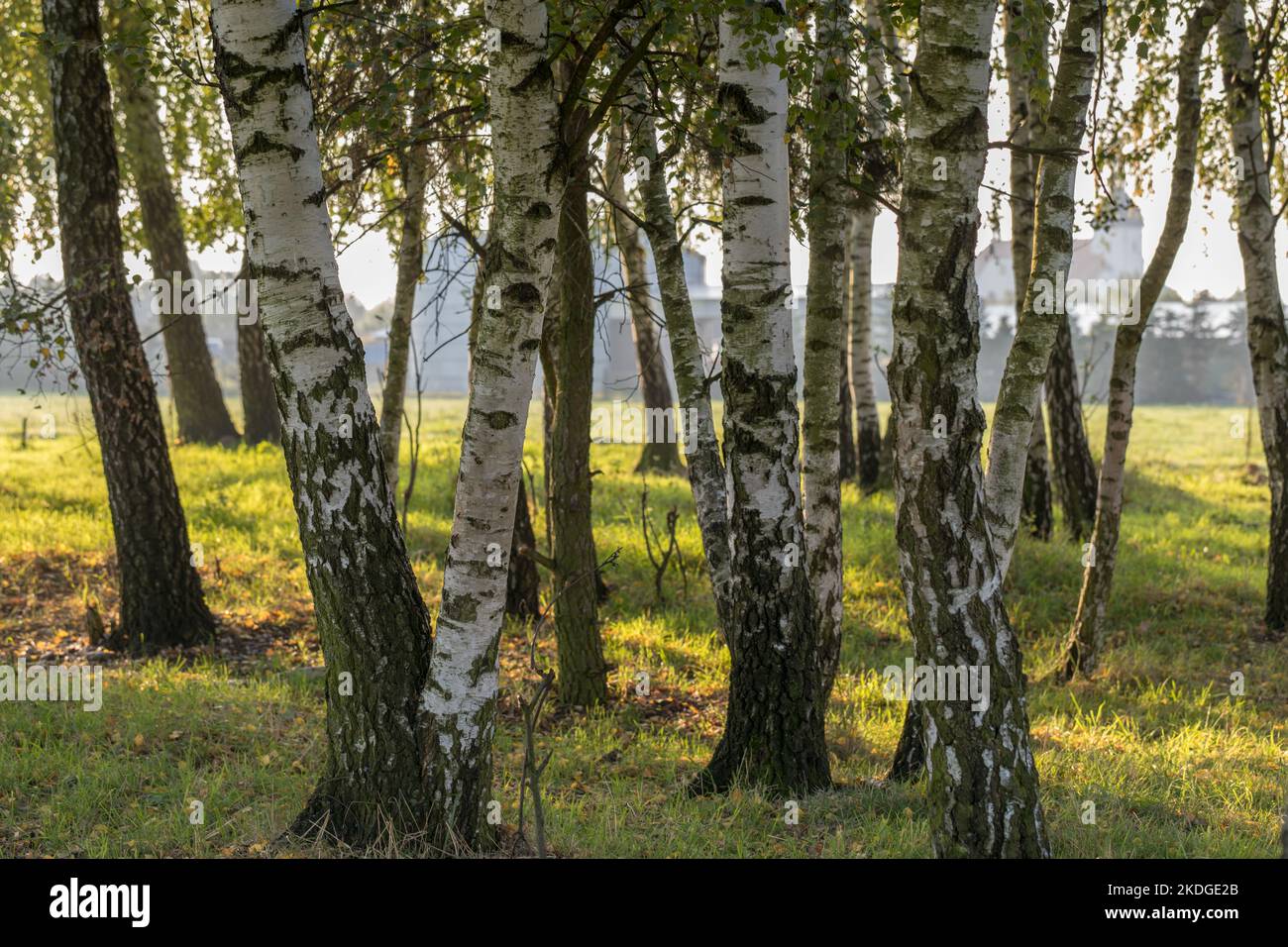 Birch trees edge forest hi-res stock photography and images - Alamy