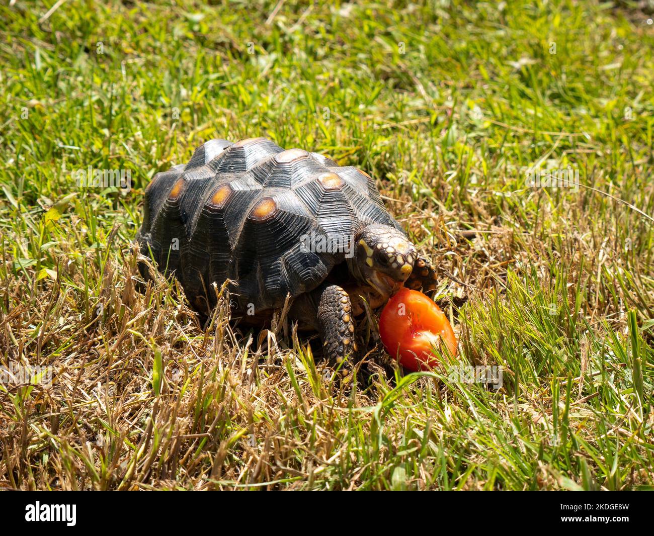Red-Footed Tortoise (Chelonoidis Carbonarius) a Species from Northern ...