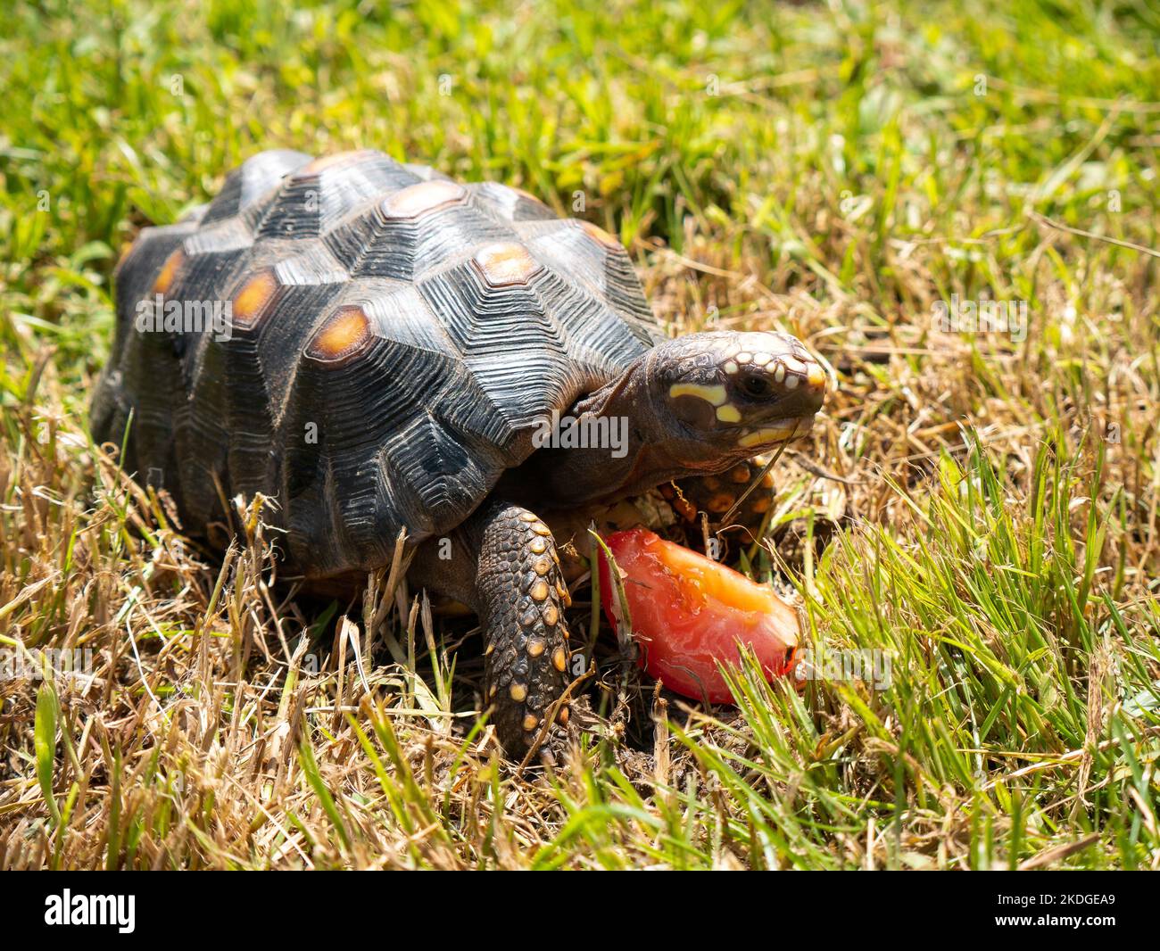 Red-Footed Tortoise (Chelonoidis Carbonarius) a Species from Northern ...