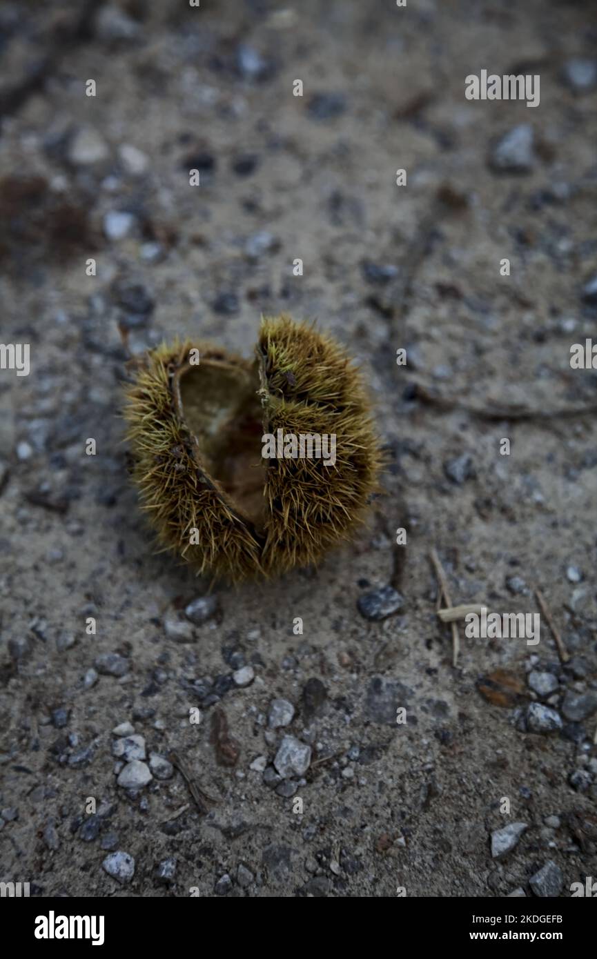 Opened chestnut bur on the ground seen up close Stock Photo - Alamy