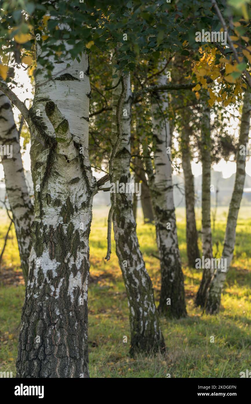Large birches hi-res stock photography and images - Alamy