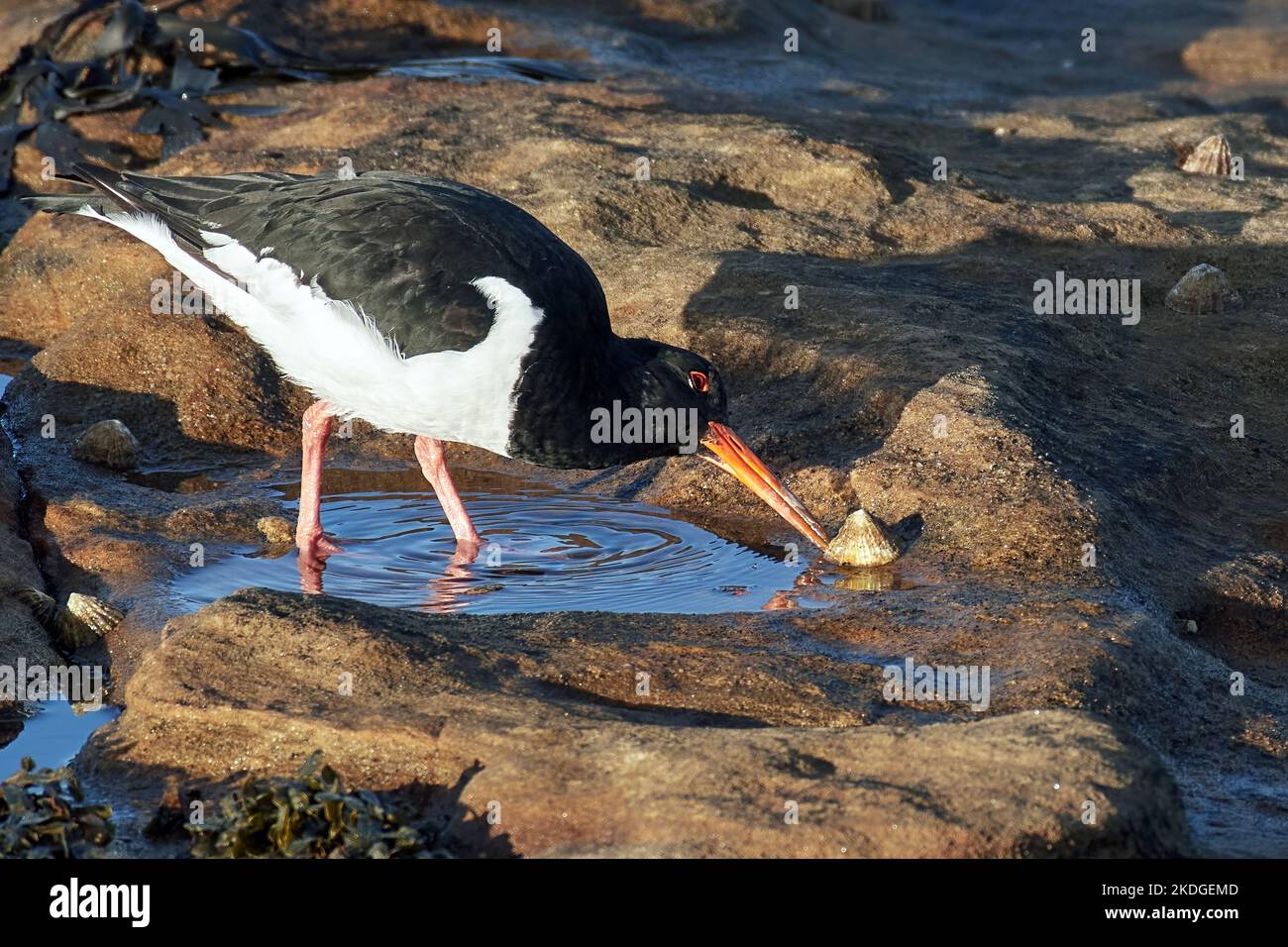 Oystercatcher birds art hi-res stock photography and images - Alamy