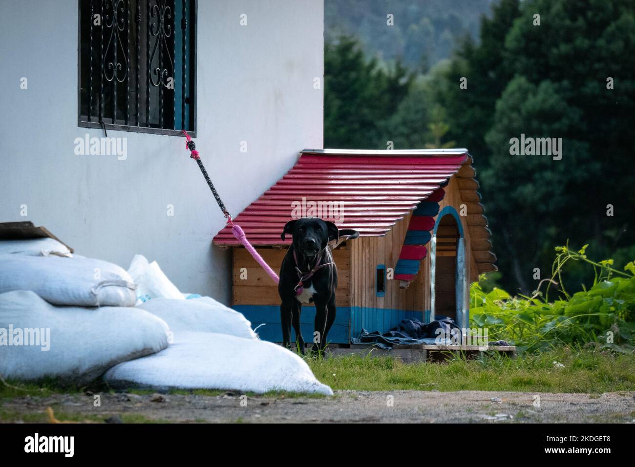 Angry Black Dog Tied to the Window of the House Stock Photo - Alamy