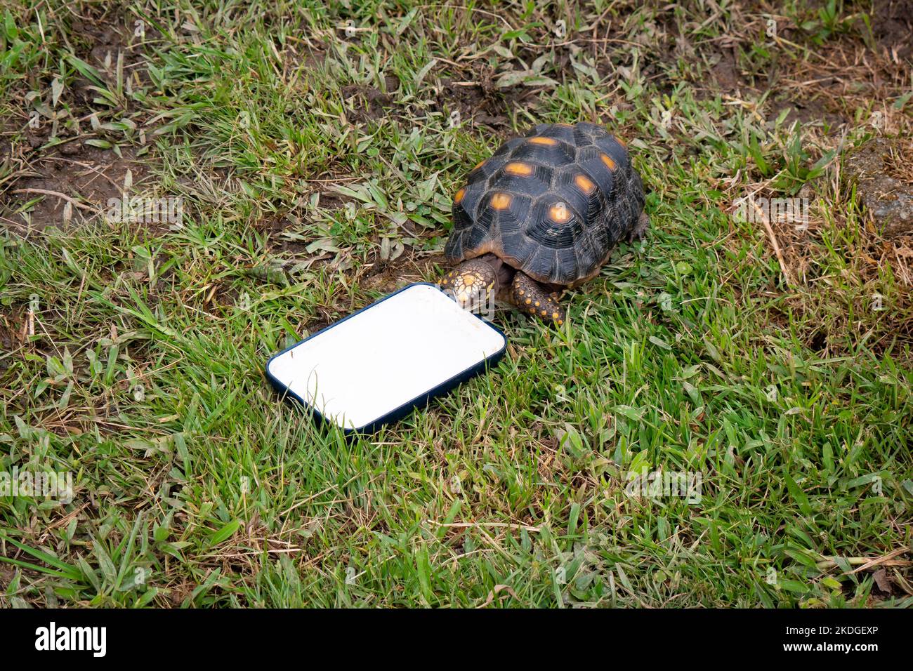 Plastic tortoise hi-res stock photography and images - Alamy