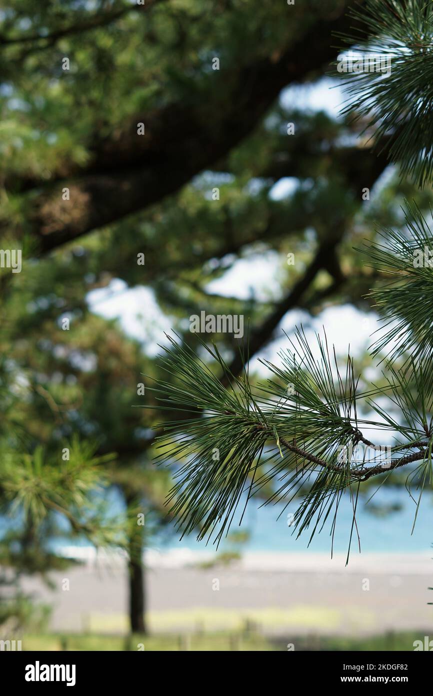 Pine tree growing on beach hi-res stock photography and images - Alamy