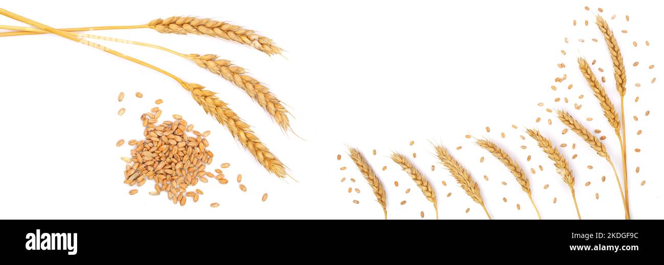 grain and ears of wheat isolated on white background with copy space ...