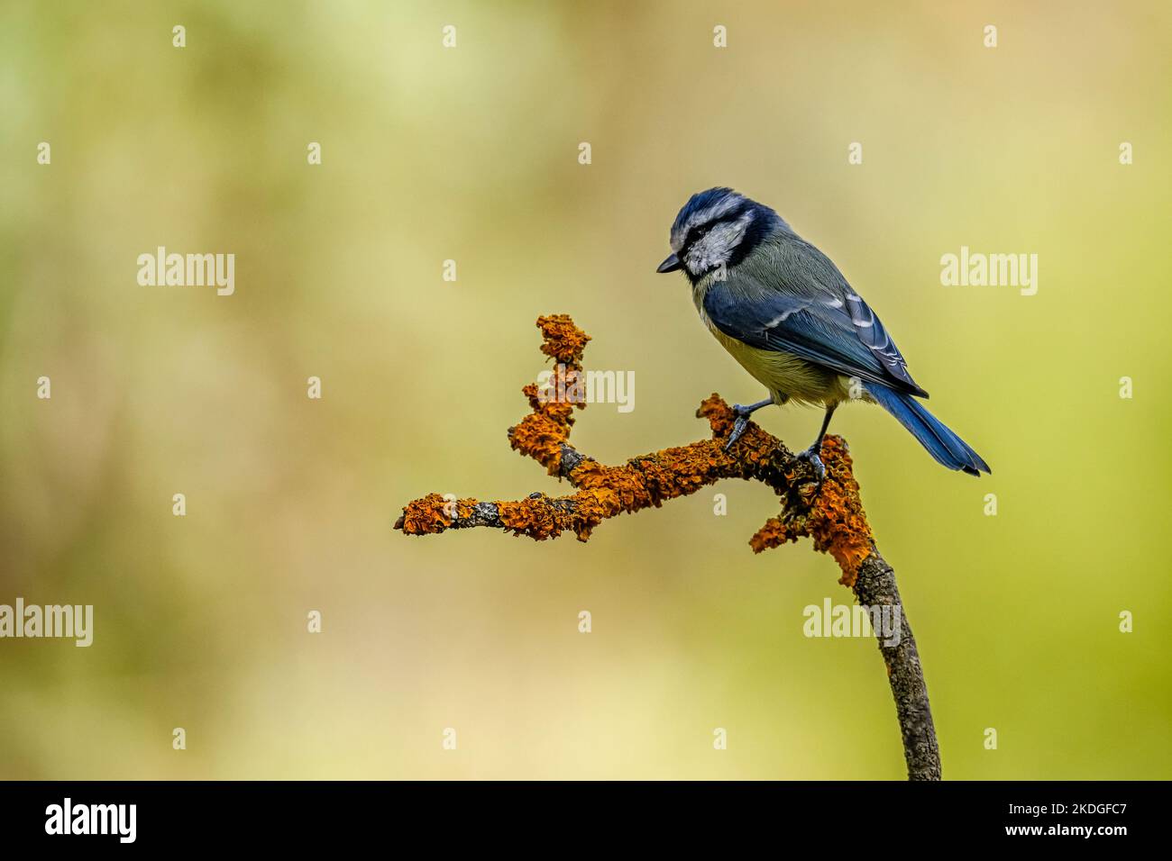 Cyanistes caeruleus - The blue tit is a species of passerine bird in ...