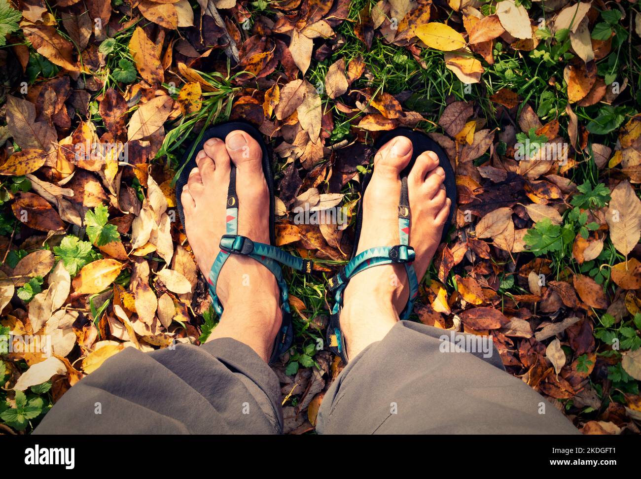seasonal background feet in sandals on autumn leaves Stock Photo - Alamy