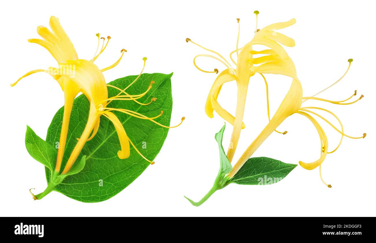 honeysuckle flower isolated on white background with full depth of ...