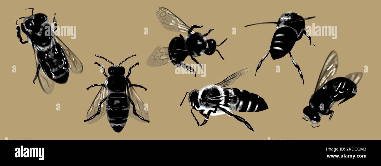 Realistic set of honey bees. Close-up of graphic engraving honey bees ...