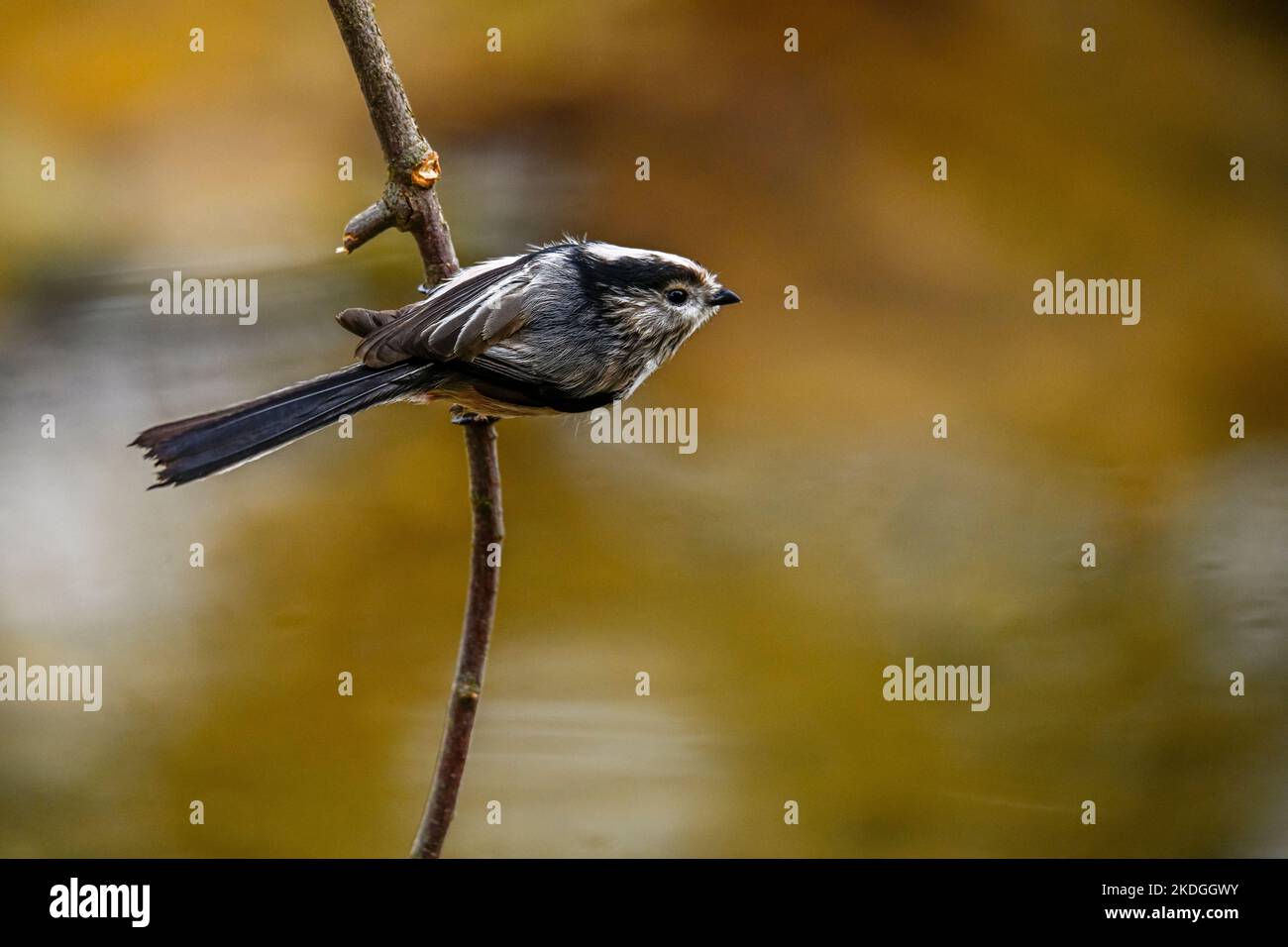 Aegithalos caudatus - The myth is a species of passerine bird in the ...