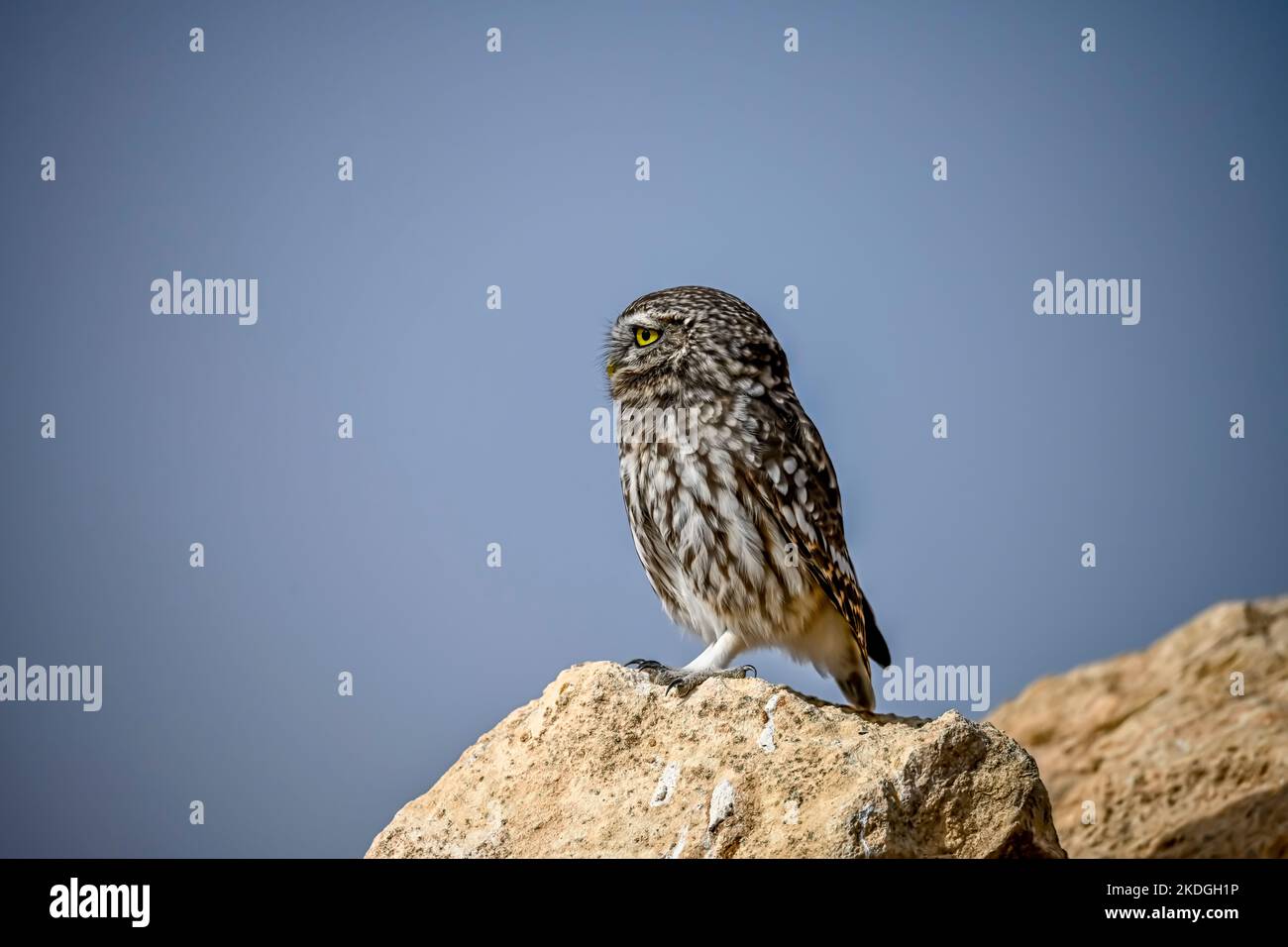 Strictly protected species hi-res stock photography and images - Alamy