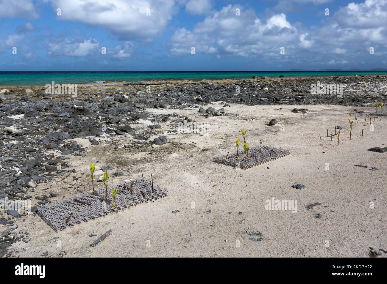 Landscape view of mangrove planting along coastline, Pekelmeer, Bonaire ...