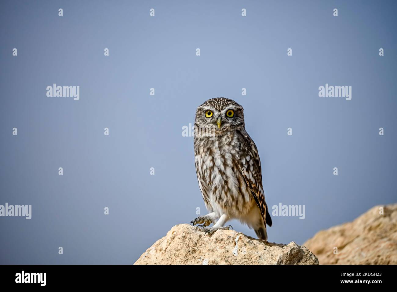 Strictly protected species hi-res stock photography and images - Alamy