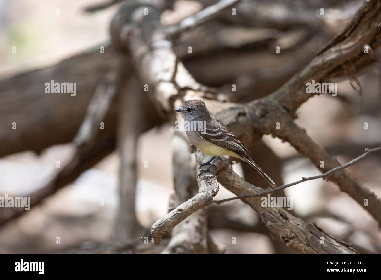 Northern scrub flycatcher Sublegatus arenarum, adult perched in ...