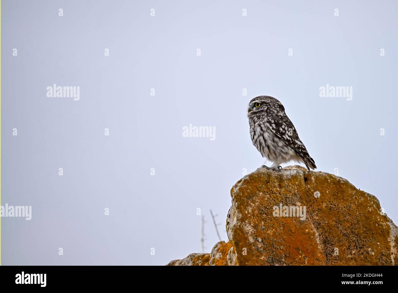 Little Owl sunbathing on a stone Stock Photo - Alamy