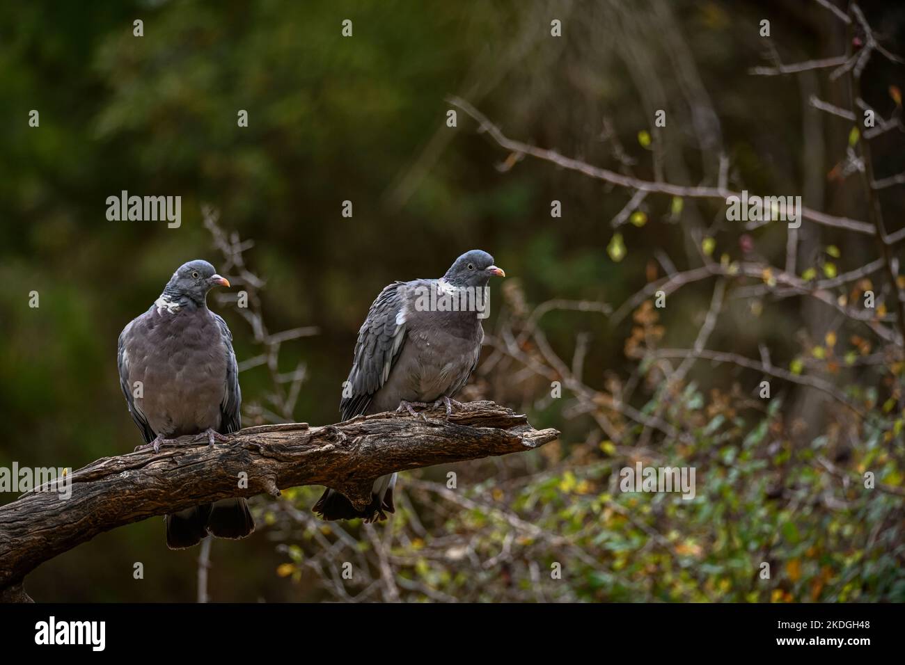 Columba palumbus - The wood pigeon is a species of columbiform bird in ...