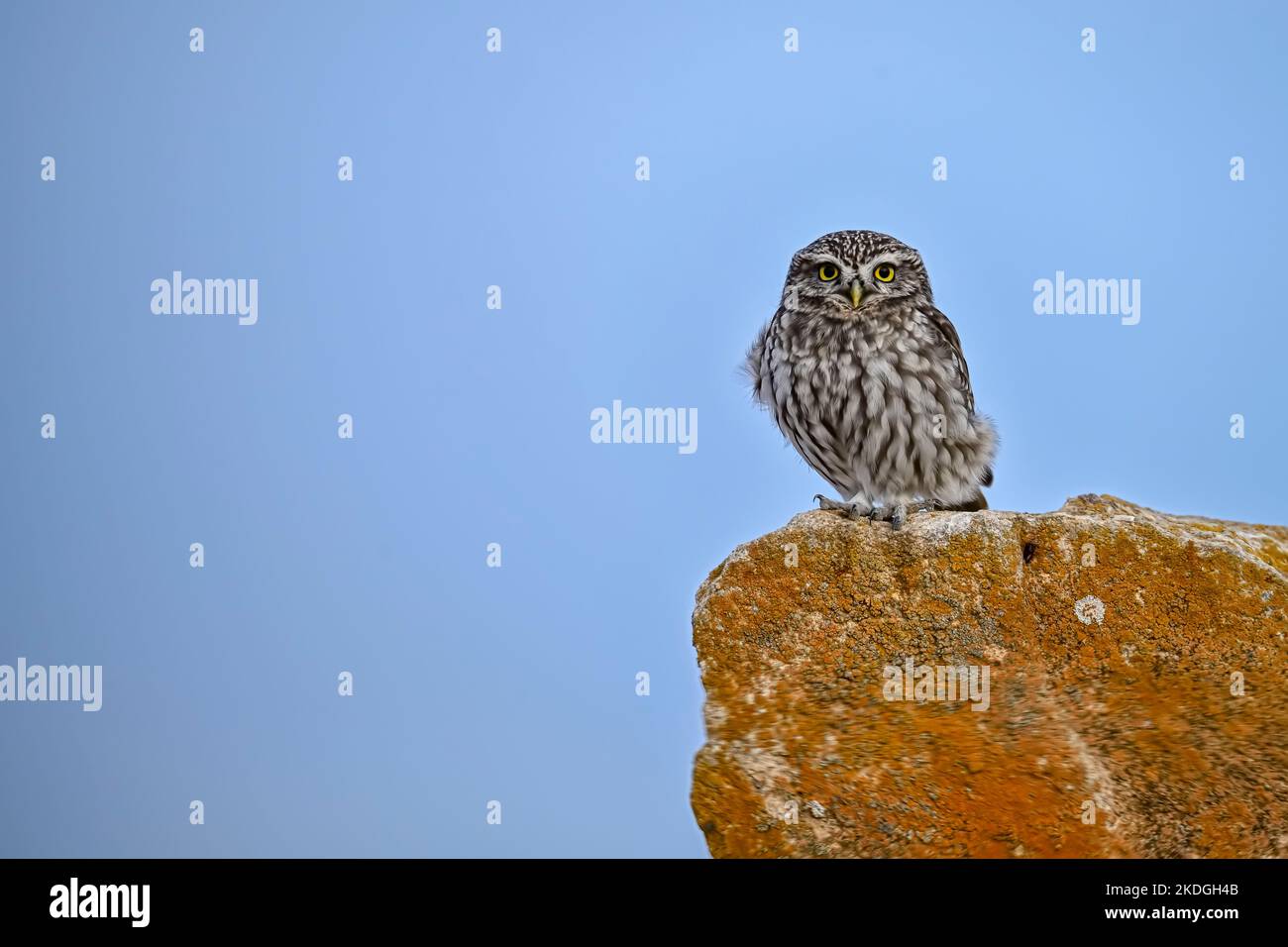 Little Owl sunbathing on a stone Stock Photo - Alamy