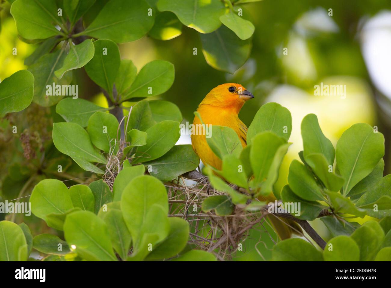 Saffron finch Sicalis flaveola, adult male perched in tree, Captain Don ...
