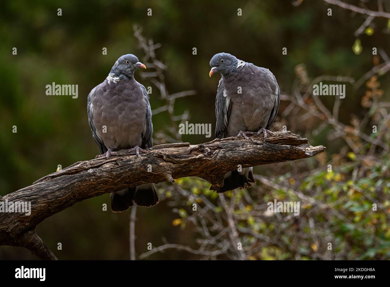Columba palumbus - The wood pigeon is a species of columbiform bird in ...
