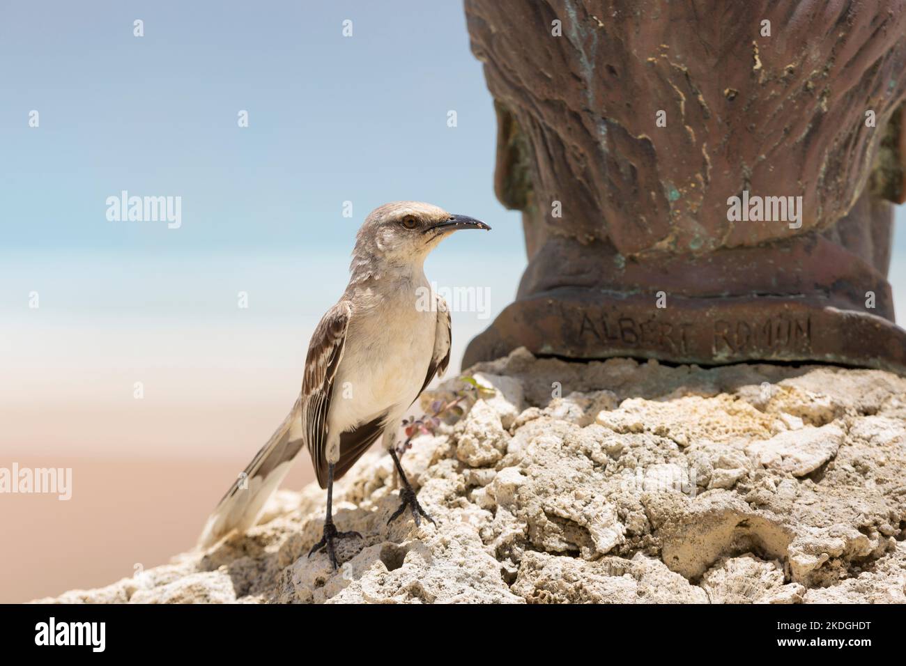 Tropical mockingbird Mimus gilvus, adult perched on statue, Captain Don ...