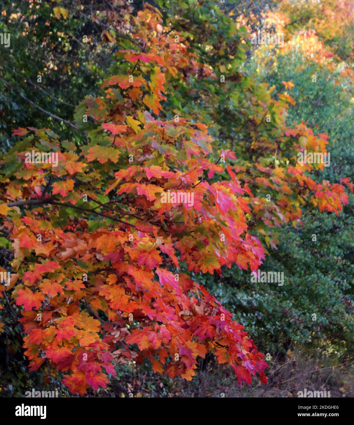 Autumnal hues spectacular show of colours Stock Photo - Alamy