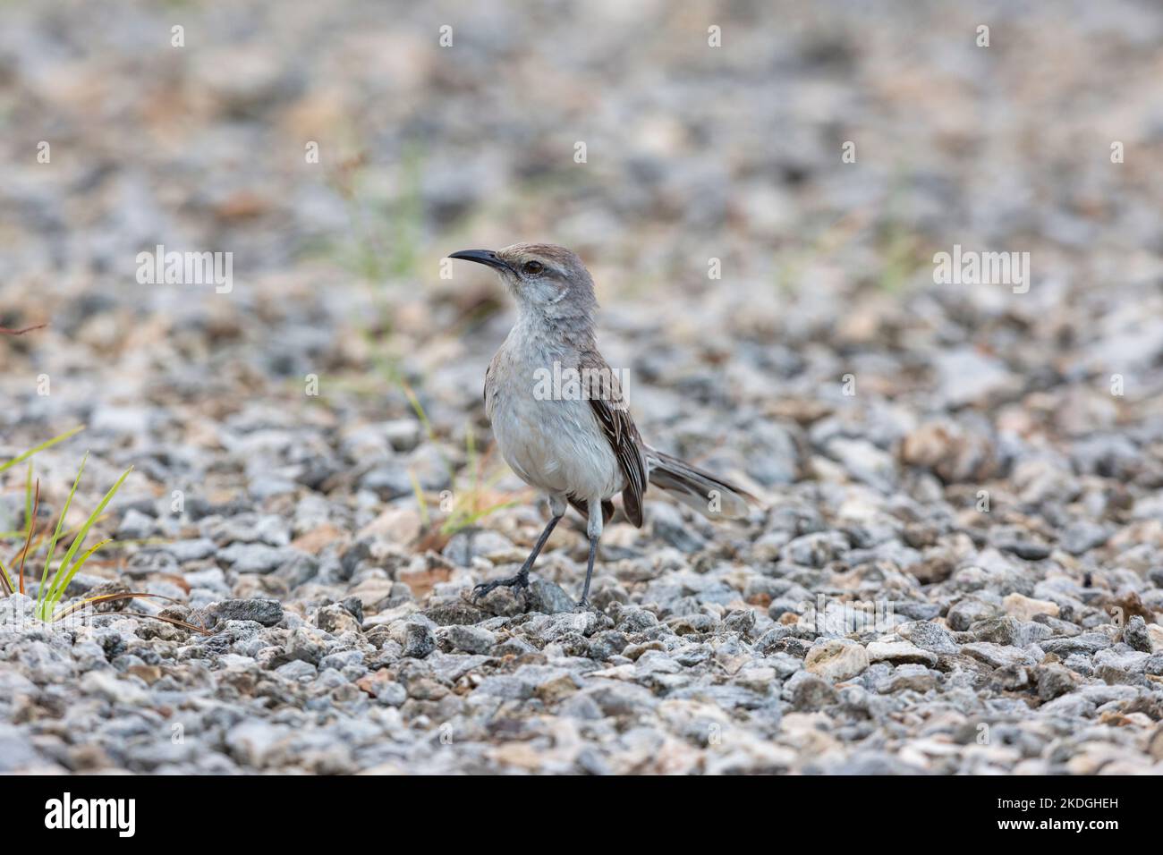 Tropical mockingbird Mimus gilvus, adult standing on ground, Captain ...
